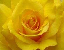 Yellow | Color Therapy