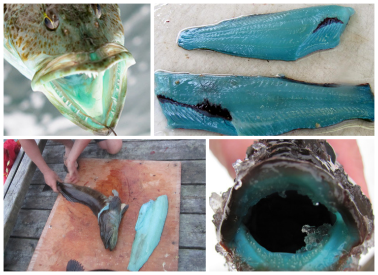 Foods That Are Turquoise | Color Therapy