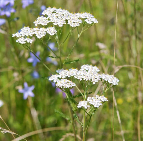 Yarrow | Encyclopedia Of Herbology
