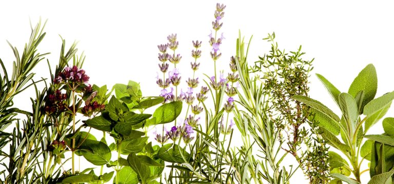 Herbs A to Z | Encyclopedia Of Herbology