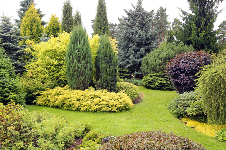 Medicinal Evergreens | Encyclopedia Of Herbology