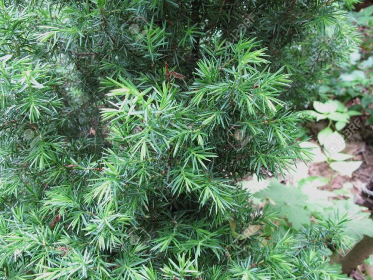 Juniper | Encyclopedia Of Herbology