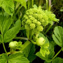 Angelica | Encyclopedia Of Herbology