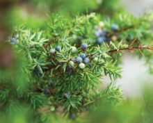 Juniper | Encyclopedia Of Herbology