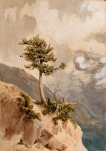The Magick and Lore of Juniper | Magickal Ingredients