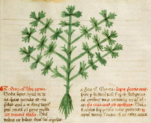 Wild Celery | Encyclopedia Of Herbology