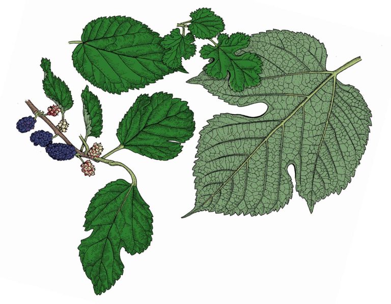 Mulberry | Encyclopedia Of Herbology