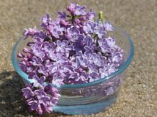 Lilac | Encyclopedia Of Herbology