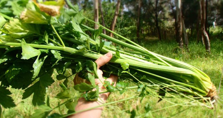 Wild Celery | Encyclopedia Of Herbology