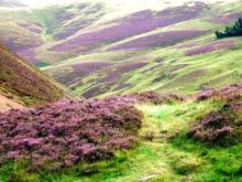 heather-valley-shorty-autumn | Magickal Ingredients