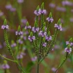 Vervain Magick and Lore | Magickal Ingredients