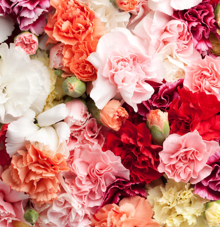 Carnation Magick and Lore | Magickal Ingredients