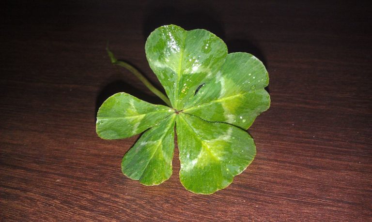 Clover Magick and Lore | Magickal Ingredients