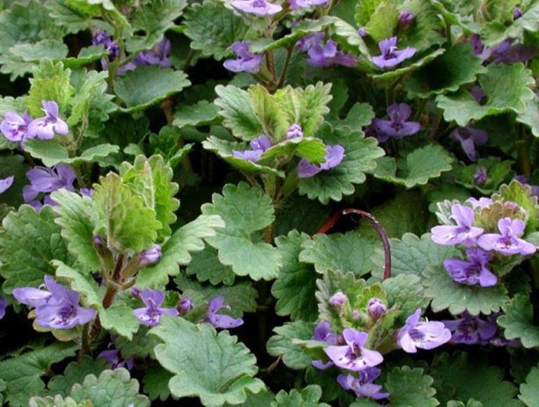 ground-ivy-seeds-aromatic-perennial-evergreen-creeper-of-the-mint ...