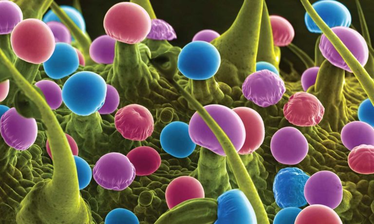 Marijuana-Under-The-Microscope-1 | More Cool Pictures