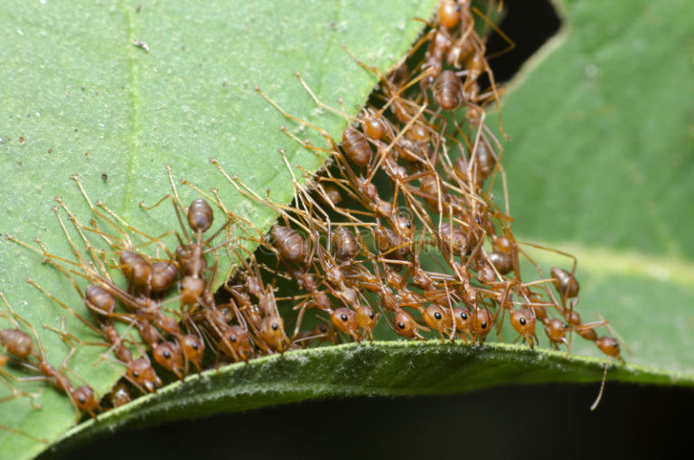 ant-red-ant-bridge-unity-team-87501173 | More Cool Pictures