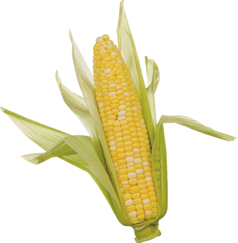 Corn | Sigils Symbols and Signs