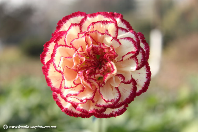 Sign of the Carnation | Sigils Symbols and Signs