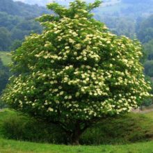 Sign of the Elder Tree | Sigils Symbols and Signs