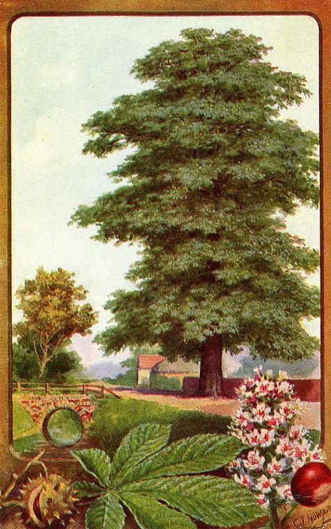 Sign of the Chestnut Tree | Sigils Symbols and Signs