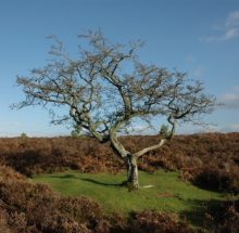 Sign of the Hawthorn Tree | Sigils Symbols and Signs