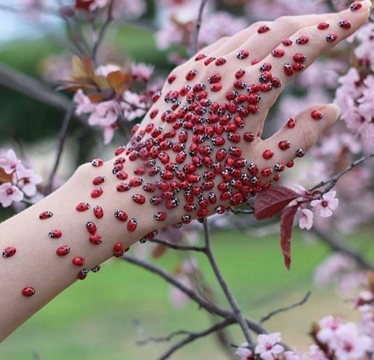 Ladybird Ladybird Fly Away Home | Sigils Symbols and Signs