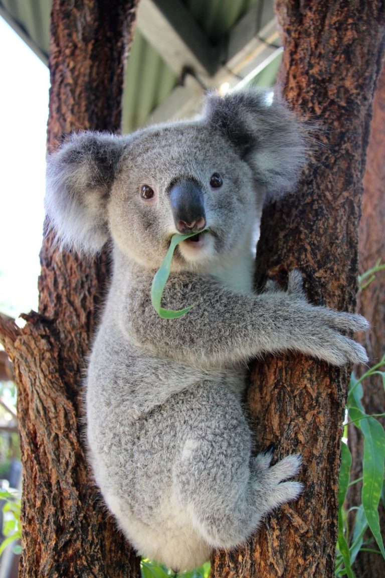 More Cute Koala Pics | Way Cool Pictures