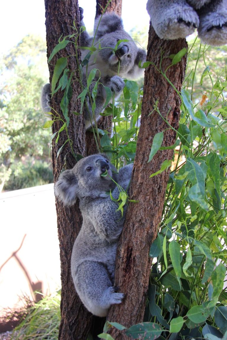 More Cute Koala Pics | Way Cool Pictures