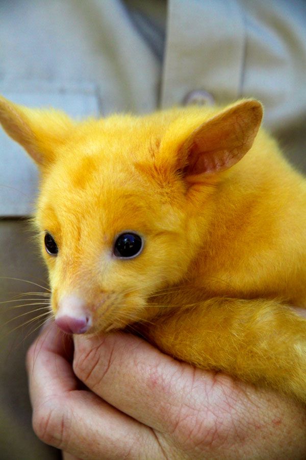 Pikachu Is Real! | Way Cool Pictures