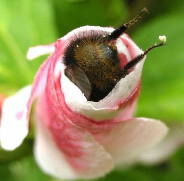 Buzy Little Bees | Way Cool Pictures
